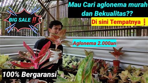 Spesial Cuci Gudang Aglonema Obral Aglonema Pohon Rb Aglonema