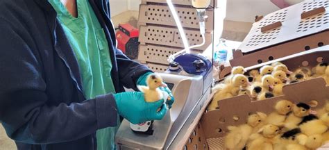 World Animal Vaccination Day Ceva Santé Animale emphasizes the