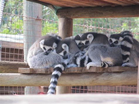 Lemur Apa Djur Gratis foto på Pixabay Pixabay