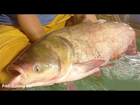 Fish Cutting Big Silver Carp Fish Cutting Skills In Bangladesh Fish