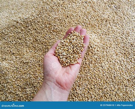 Cultivo Cultivado De Cereales Semillas De Trigo Cerradas Foto De