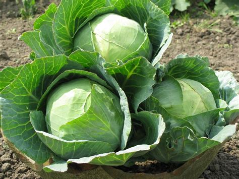 How To Grow Cabbage Plant From Seeds Plant Instructions