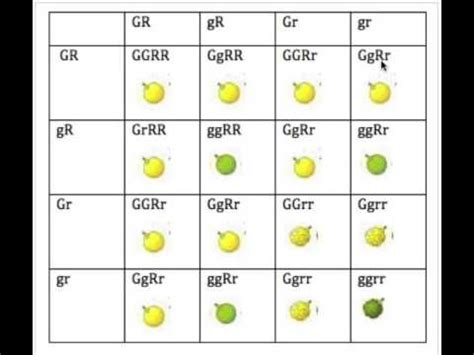 Biologi 1 Klassisk Genetik Flashcards Quizlet