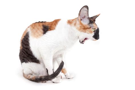 Intoxicación por chocolate en gatos causas síntomas y tratamiento