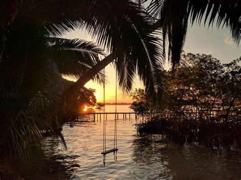 Free Images Tree Sunset Night Sunlight Morning Dusk Evening