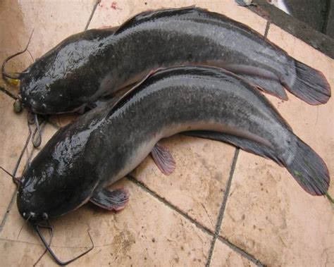 Jenis Jenis Ikan Lele Homecare24