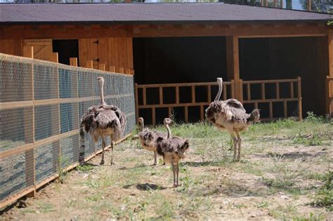 Tirana Zoo Park një kapitull i ri për kafshët dhe mjedisin në funksion