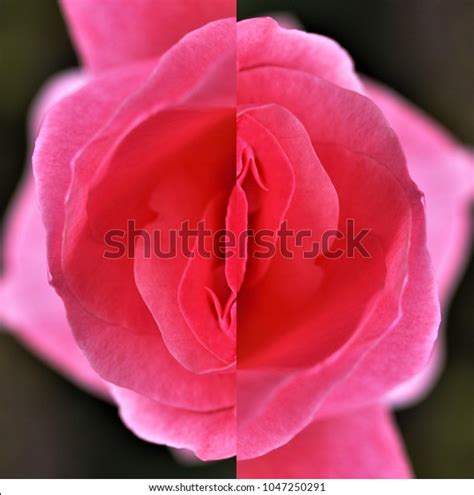 Sex Pussy Vulva Clitoris Vagina Orgasm Stock Photo 1047250291