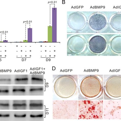 Effect Of Igf On Different Bmp Induced Osteogenic Markers In