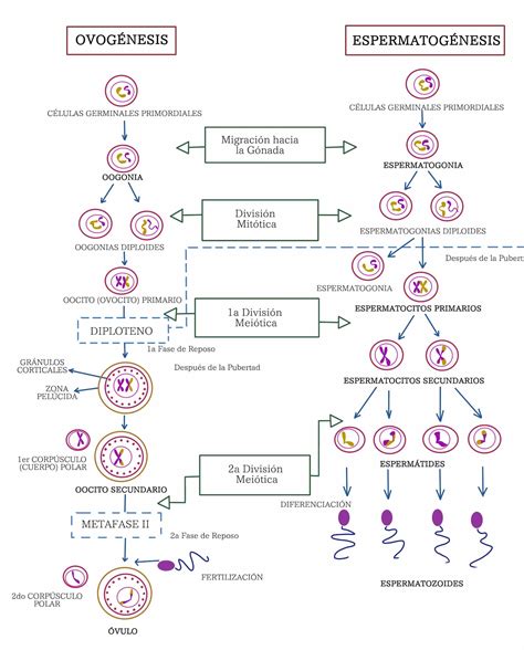 Diferencias Entre Ovog Nesis Y Espermatog Nesis Reproducci N De