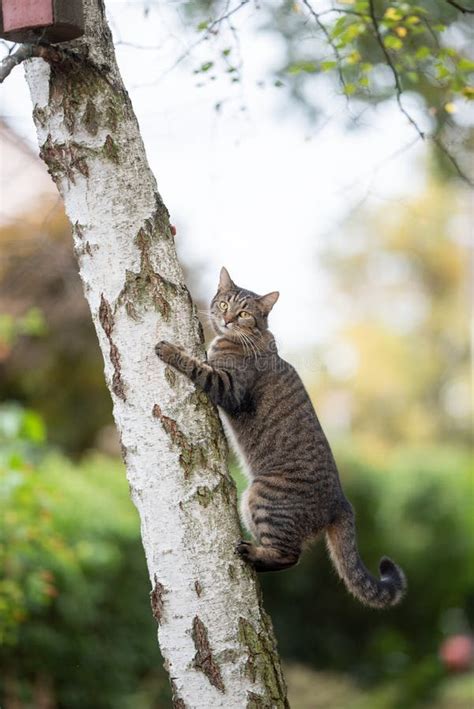 Tabby Cat Climbing Up Birch Tree Stock Image Image Of Branch