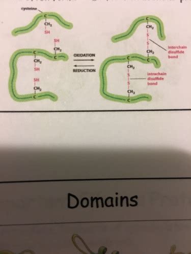 Chapter Protein Structure And Function Flashcards Quizlet