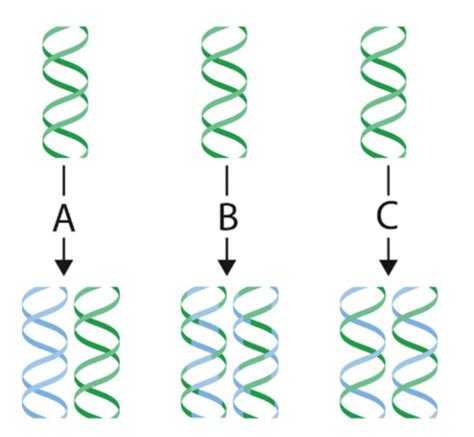 Bioc Exam Flashcards Quizlet
