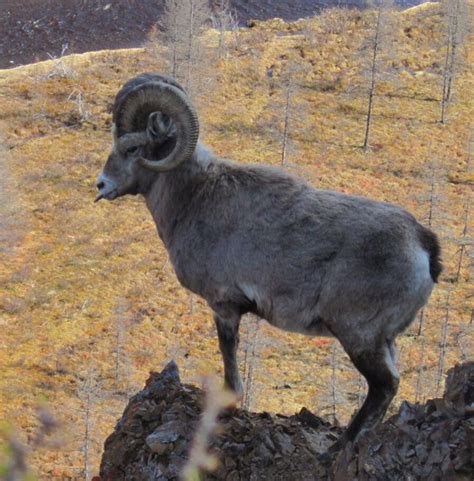 Yakutia Snow Sheep Siberian Bighorn Sheep IBERHUNTING