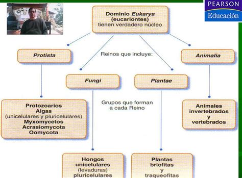 Biolo II Eukarya Reino Protista Y Fungi Quizalize