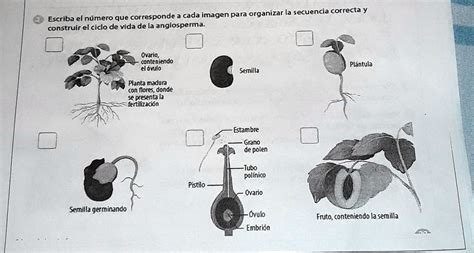 SOLVED Escriba el número que corresponde a cada imagen para organizar