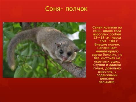 Картинки Животных Которые Занесены В Красную Книгу Картинки фотографии