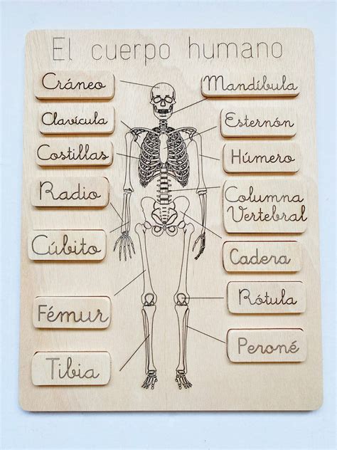 Puzzle Cuerpo Humano Los Huesos Puzzle Madera Huesos Cuerpo Humano