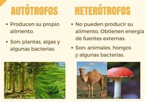 Dibuja Y Explica La Nutrici N Aut Trofa Y La Nutrici N Heter Trofa En