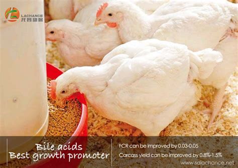 Quiere Mejorar El Rendimiento De Crecimiento De Los Pollos De Engorde