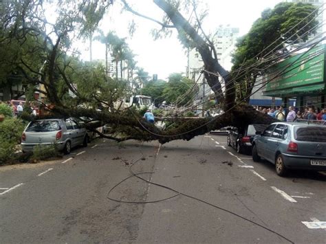 G1 Árvore cai derruba dois postes e atinge quatro carros em Maringá
