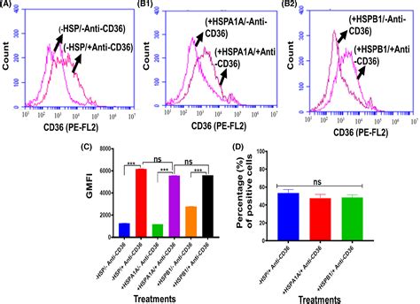 Exogenous heat shock proteins HSPA1A and HSPB1 regulate TNFα IL1β