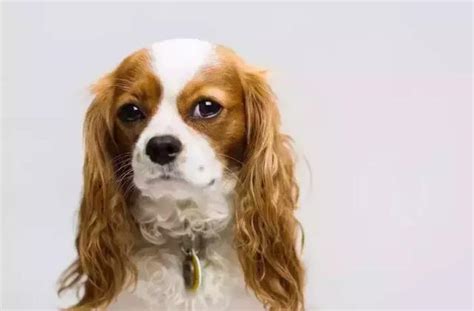 骑士查理王小猎犬