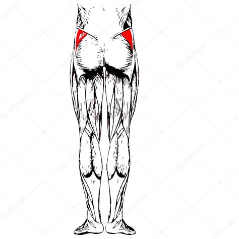 Illustration De Anatomie Des Jambes Humaines Par Design36 129328778
