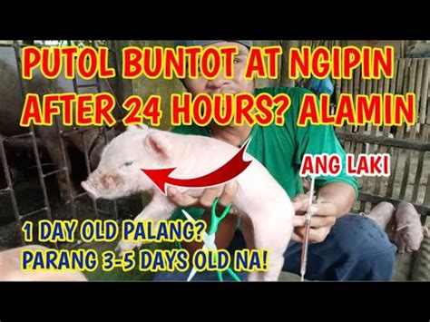 INJECT ANTIBIOTIC PUTOL BUNTOT AT NGIPIN AFTER 24 HOURS MANGUNGUMA TV