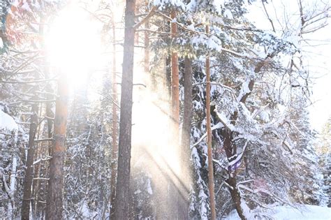 Rboles Bosque Invierno Brillo Foto Gratis En Pixabay Pixabay