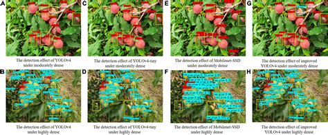 frontiers precision detection of dense plums in orchards using the improved yolov4 model