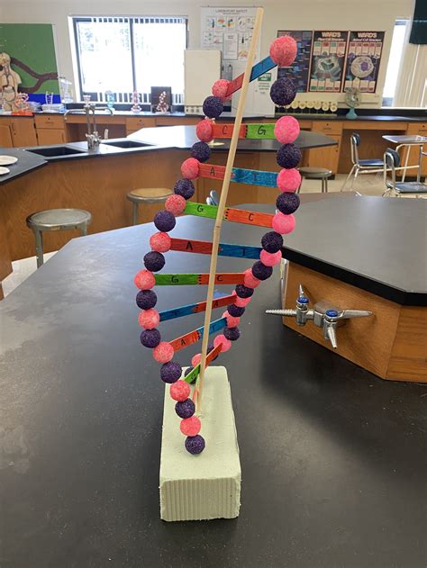 Mr Canu S Class Created Dna Models Lutheran Westland Westland