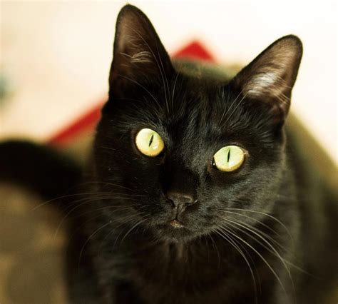 Pourquoi Les Yeux Des Chats Brillent Ils Dans Le Noir Zine