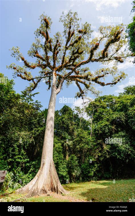 Mayan Ceiba Tree Tikal Guatemala Stock Photo Alamy