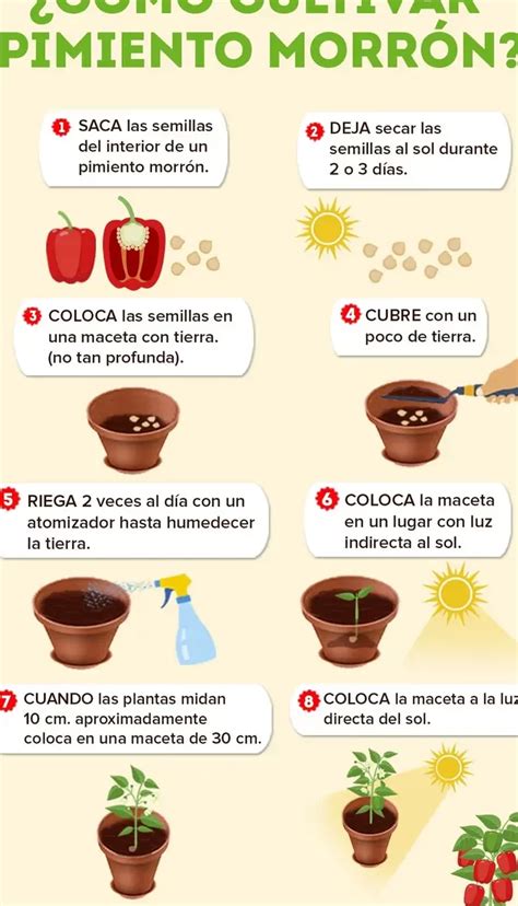 Cómo plantar pepinos guía completa para un cultivo exitoso