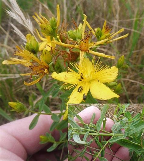 Foto Billede Af Prikbladet Perikon Hypericum Perforatum Plante