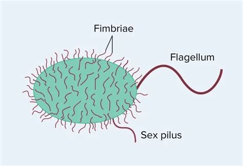 Fimbriae And Pili Definition Structure Types Functions