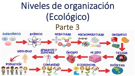 Niveles De Organizaci N Ecol Gico Youtube