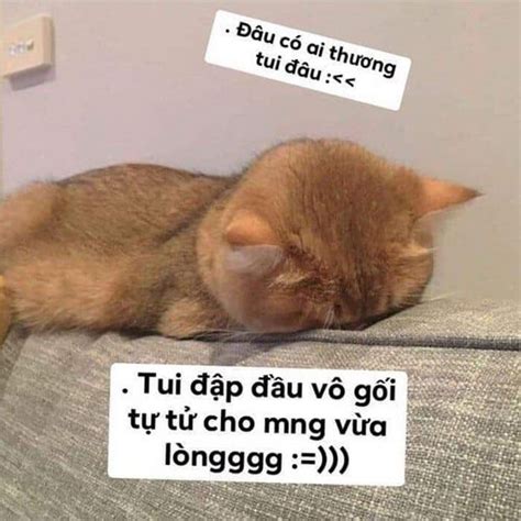 Meme Mèo Dỗi Siêu Dễ Thương Ảnh Mèo Giận Người Yêu Cute