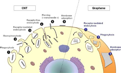 Cellular uptake mechanisms for CNTs black 1 À 6 and graphene blue 1