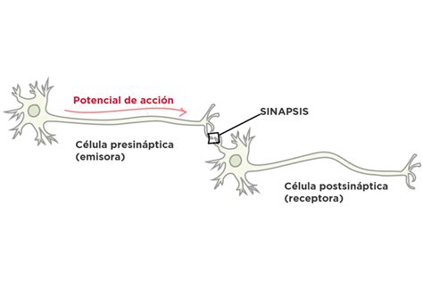 C Mo Se Comunican Las Neuronas Sinapsis Neurodoza