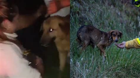 Emotivos videos de animales rescatados en incendios en Bogotá
