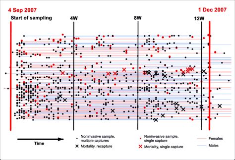 graph of the mark recapture process time increases from left to right download scientific