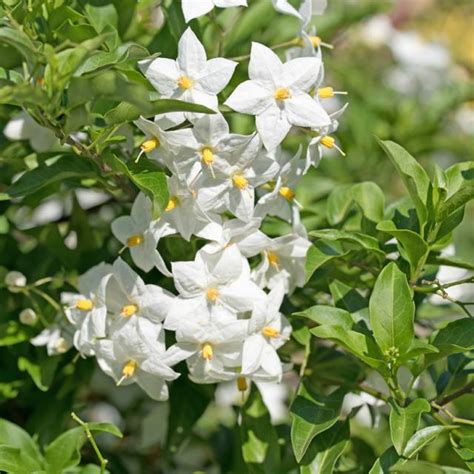 Solanum Jasminoides Ou Solanum Laxum Morelle Faux Jasmin Grimpante