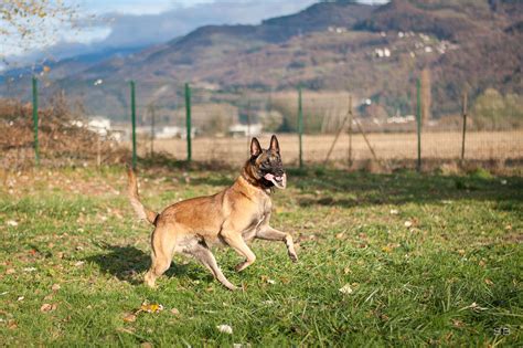 APAGI Mac CHIEN Berger Belge Malinois à la robe Fauve charbonné