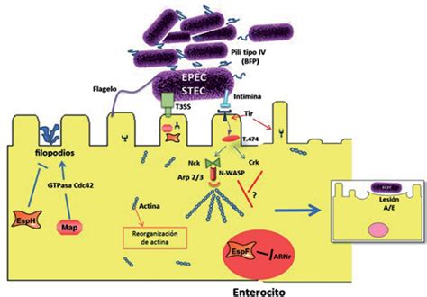 Escherichia Coli Mind Map