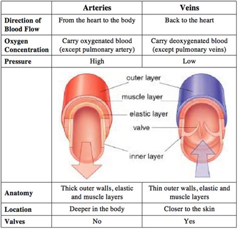 Arteries Veins And Capillaries