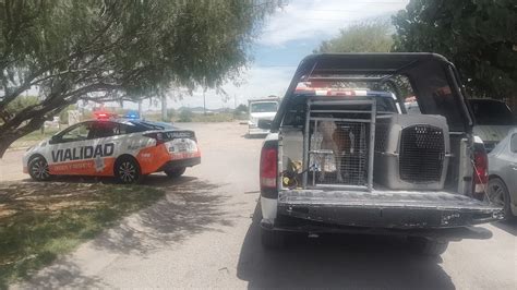 Perro pitbull ataca a niño de 10 años en Torreón