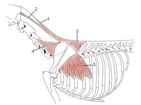 Schaubild Mm Rhomboideus Mm Serratus Ventralis Schematisch Hund
