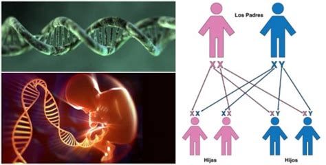 Gen Tica Es Una Rama De La Biolog A Que Es Mind Map